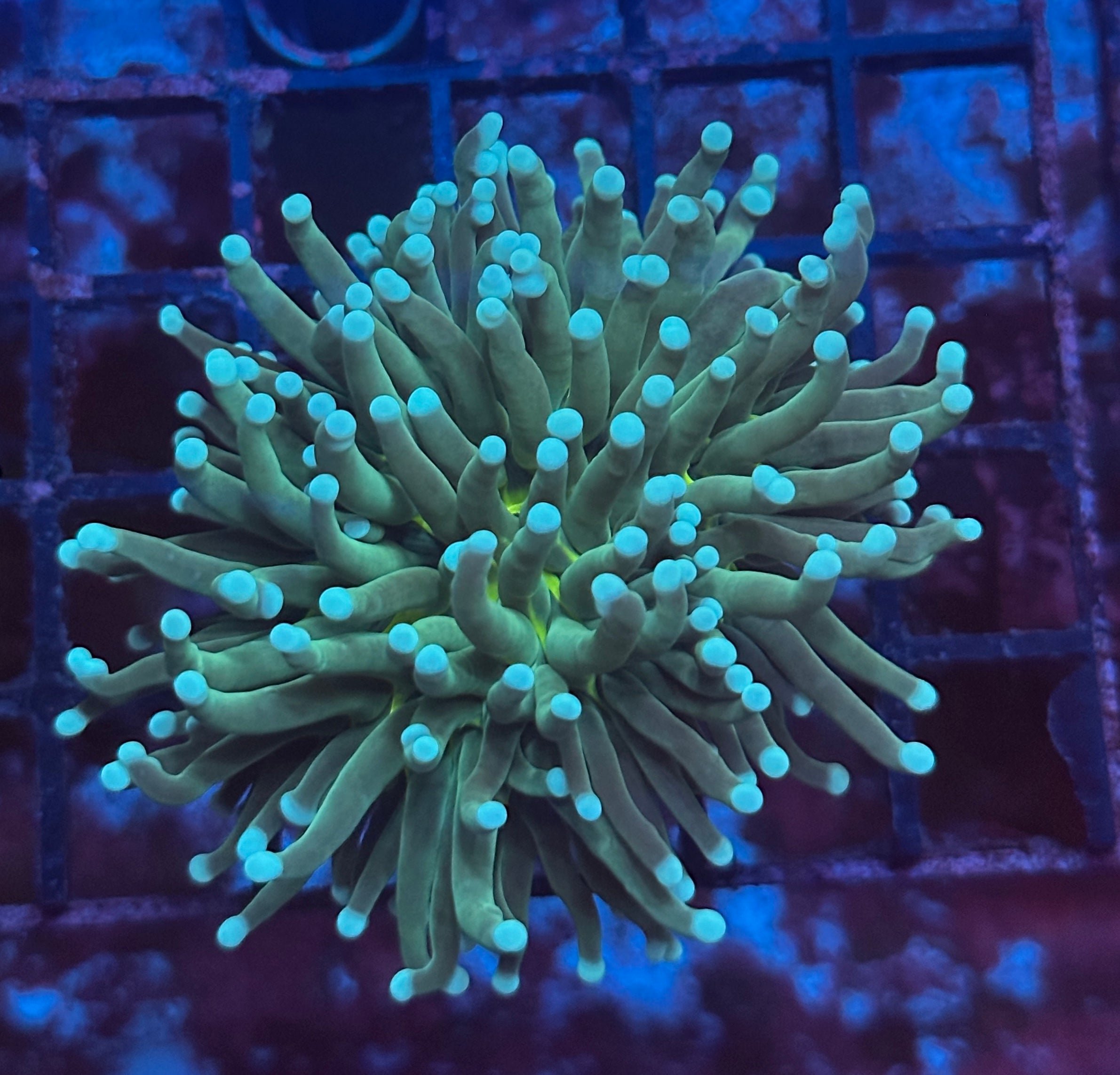 Green with Blue Tips Torch R1D1
